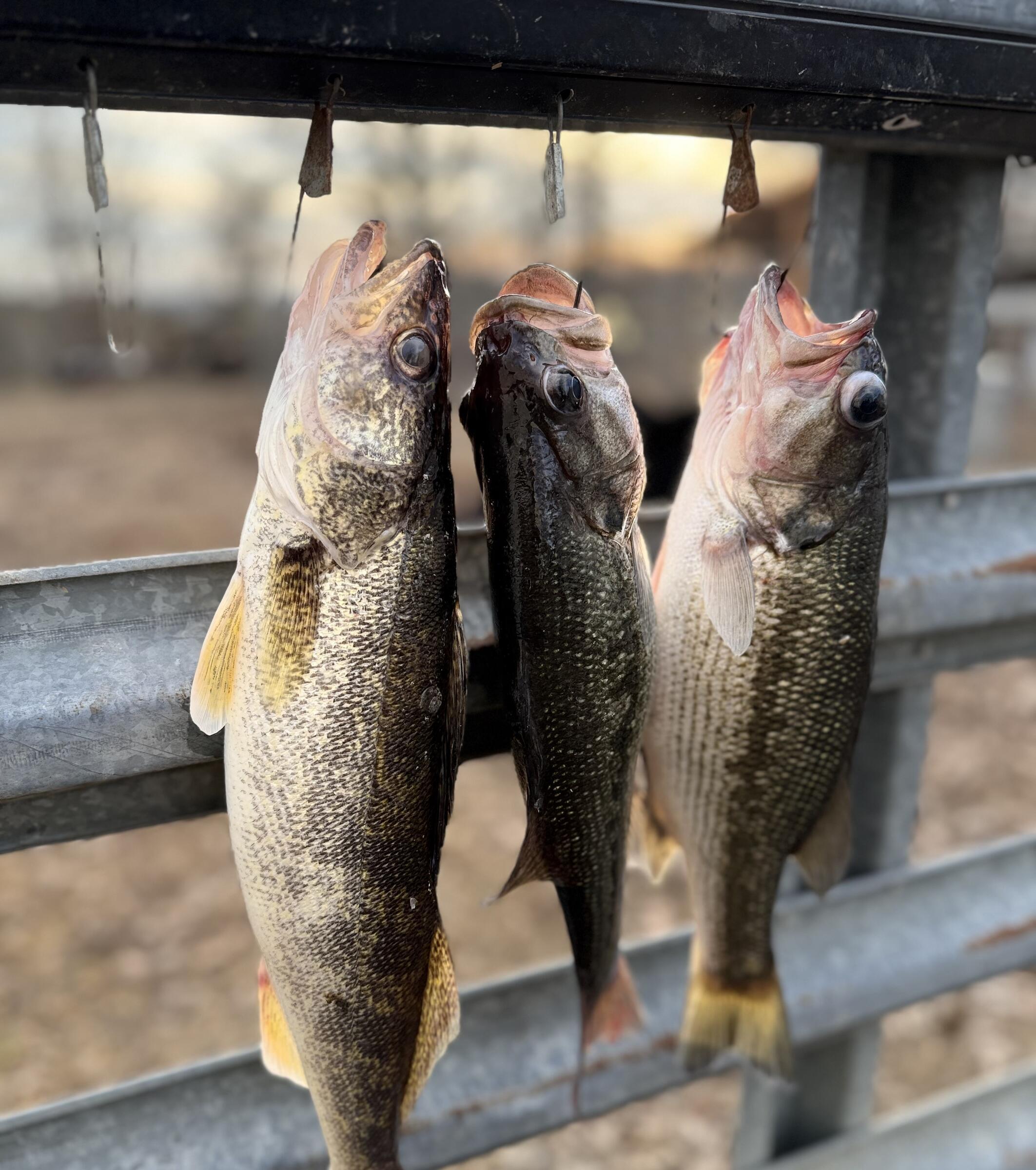 | Twin Lakes Walleye Club